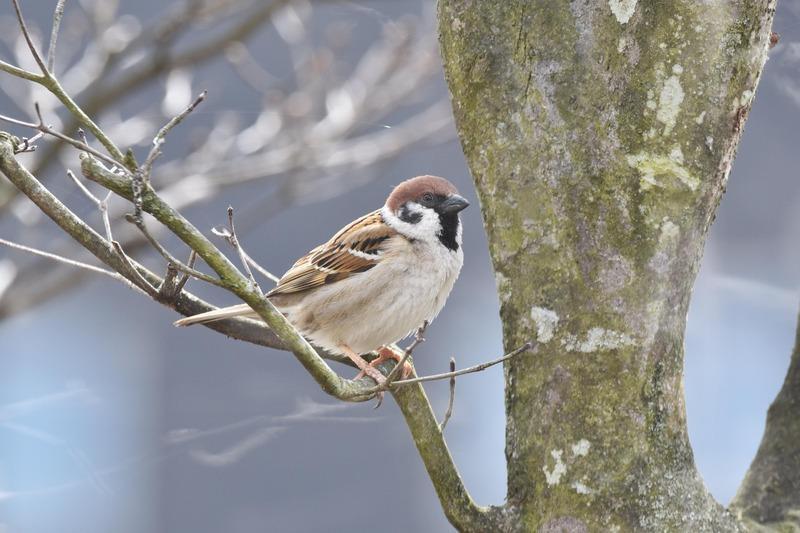 「今日のすずめ」2018年03月24日: 恥ずかしい倫敦巴里
