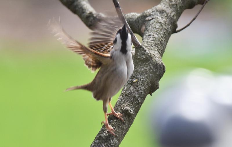 「今日のすずめ」2018年03月24日: 恥ずかしい倫敦巴里